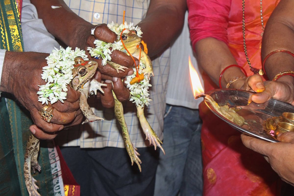 India: 'Perkahwinan' keldai dan katak untuk mohon hujan - Media Selangor