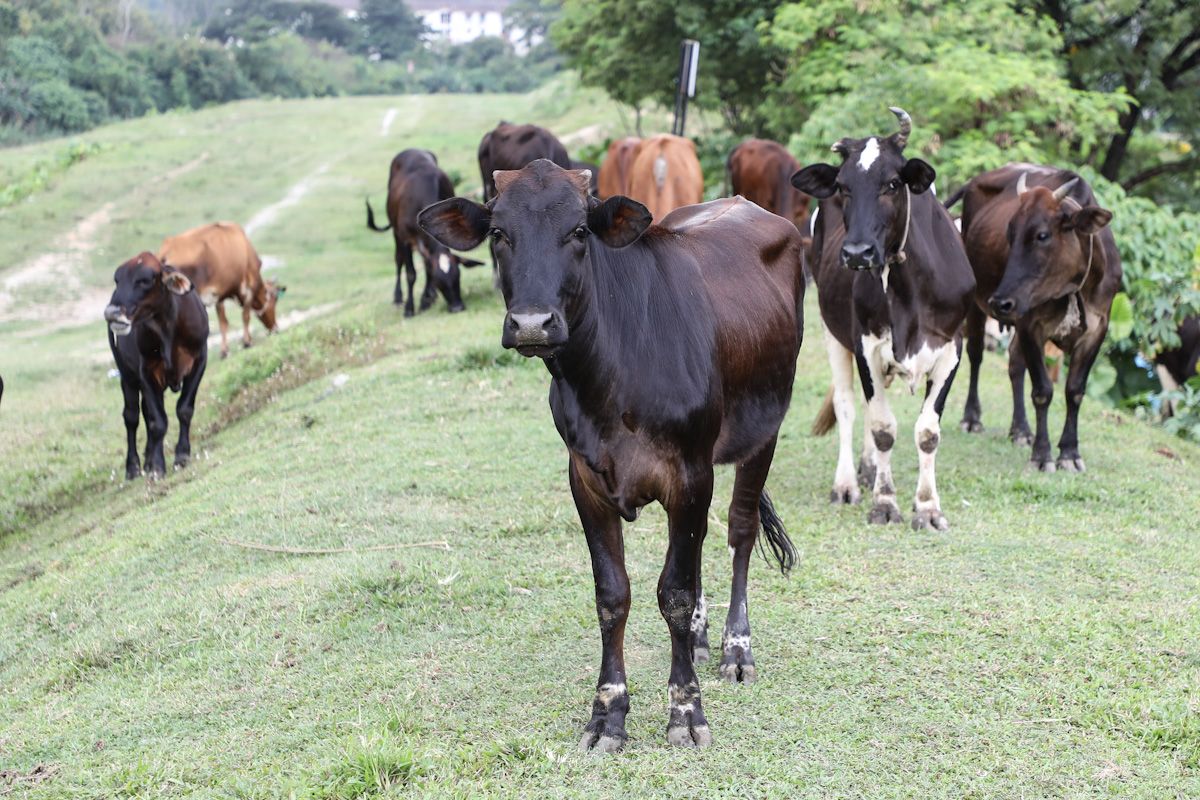 EXCO: Proses pindah lembu ke lokasi penempatan baharu bermula Jun ...