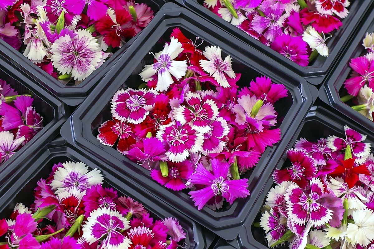 Bakal tembusi pasaran Dubai, Banting rintis projek tanam bunga teluki ...